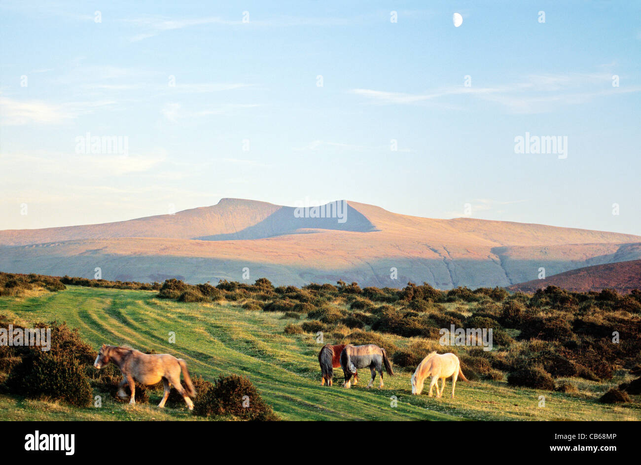 The summit of Pen y Fan seen from Libanus in the Brecon Beacons, Powys ...