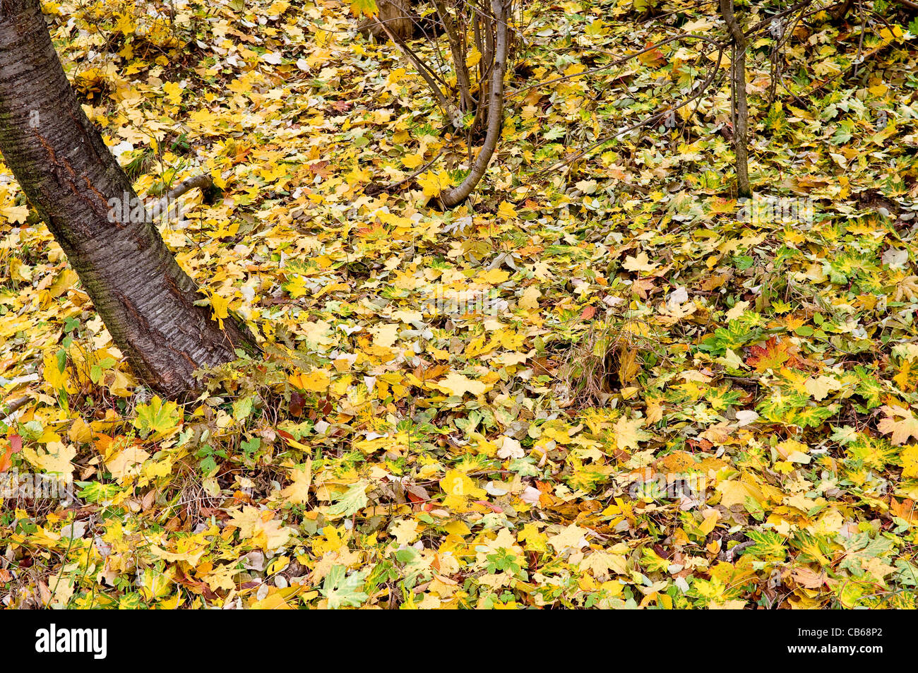 Autumn leaves fall of the leaf Stock Photo - Alamy