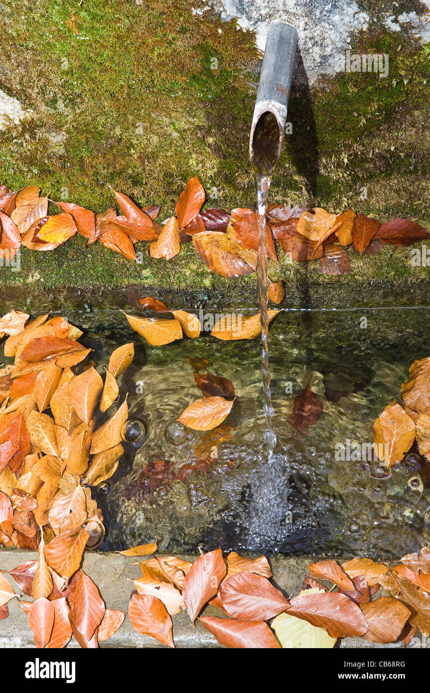Leaves attacked in the fountain Stock Photo - Alamy