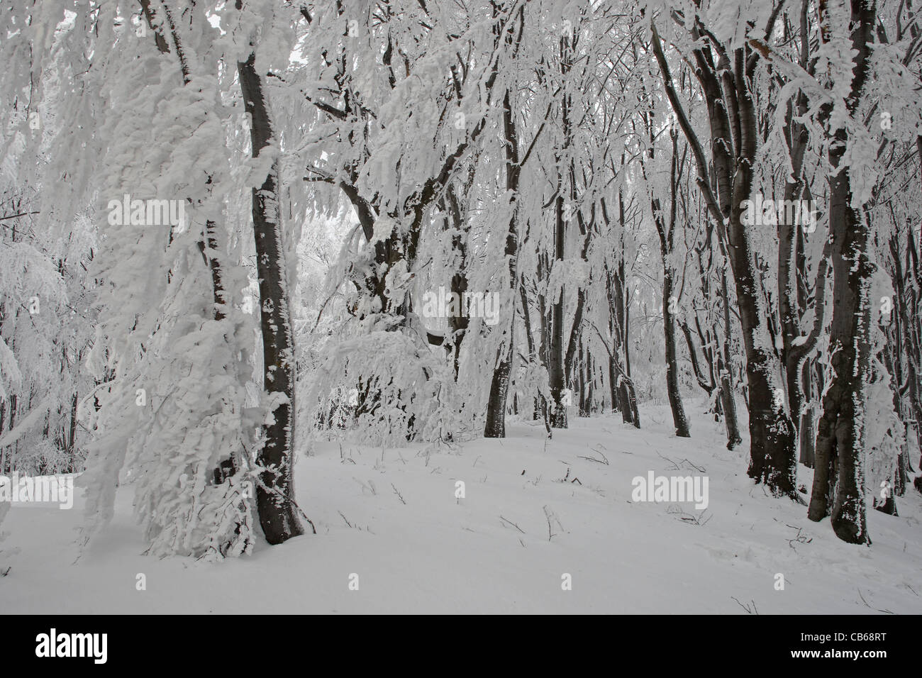 Forest. Winter scene with trees in snow. Central Balkan National Park ...