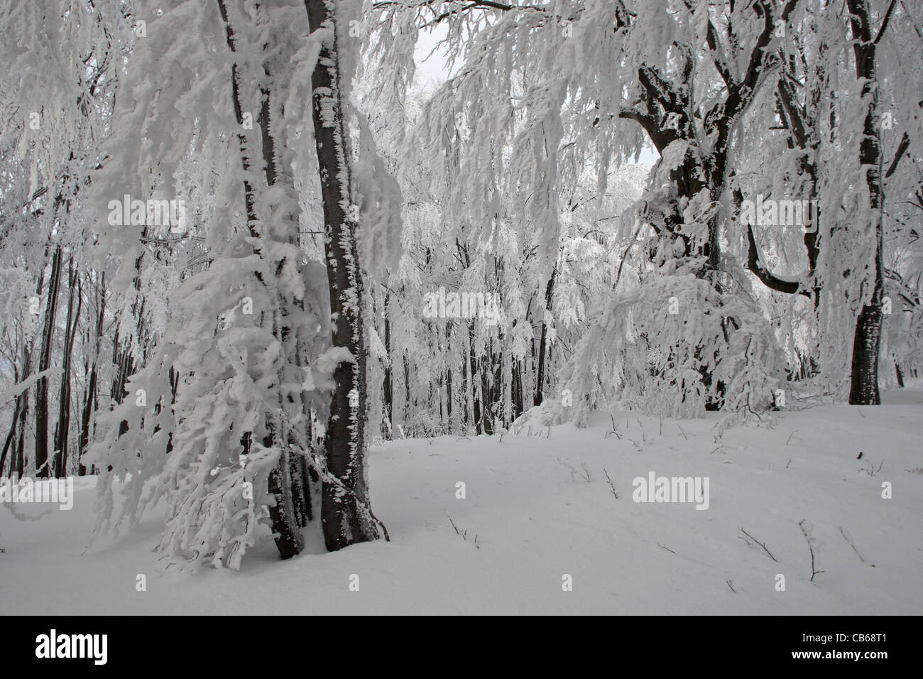 Forest. Winter scene with trees in snow. Central Balkan National Park ...
