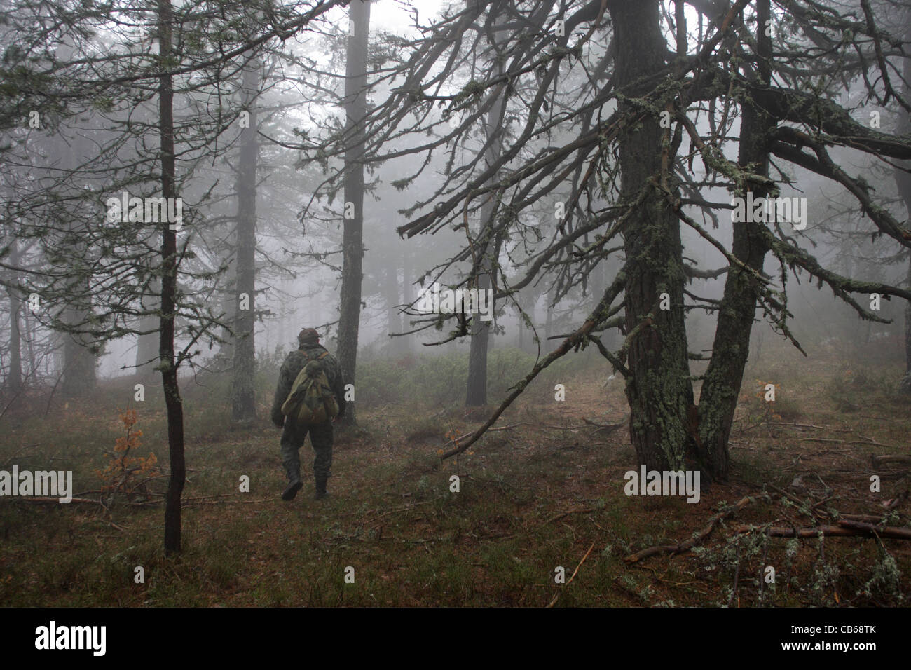 Foggy in the forest hi-res stock photography and images - Alamy