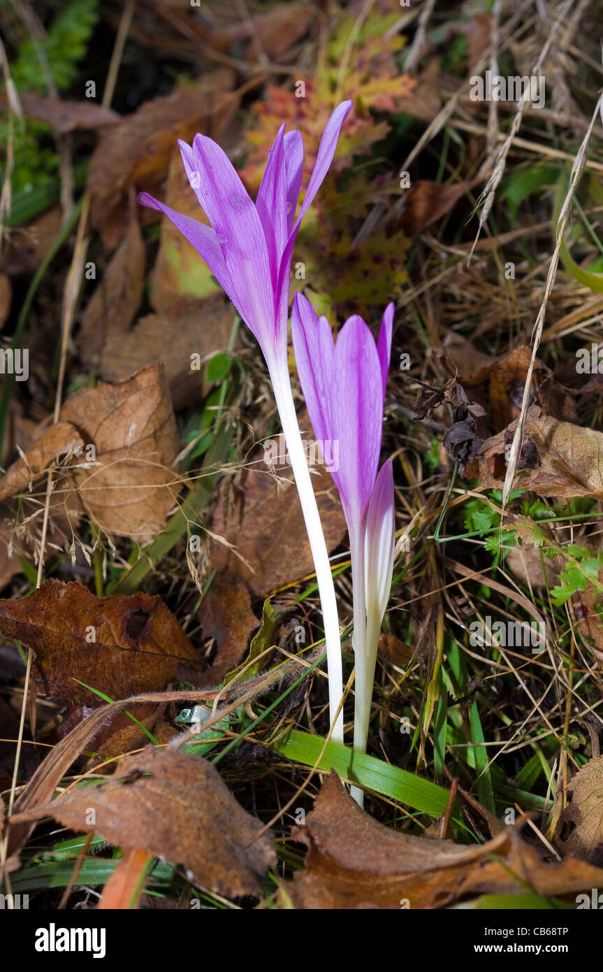 Autumn crocus flowers and herbs. (Colchicum autumnale Stock Photo - Alamy