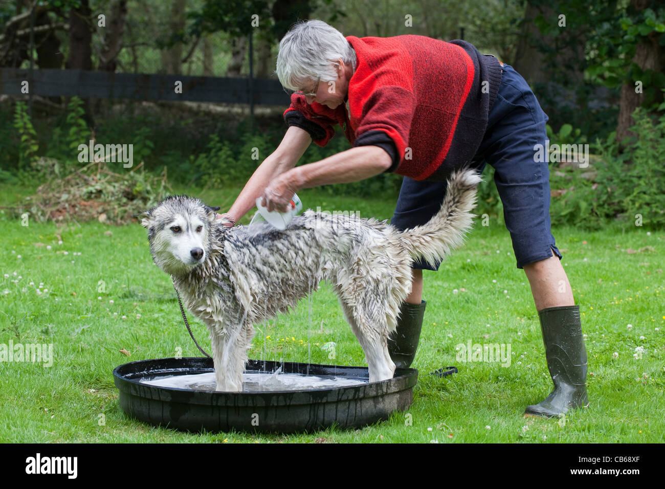 Siberian Husky Canis lupus familiaris Bath Bathing Washing. One of a ...