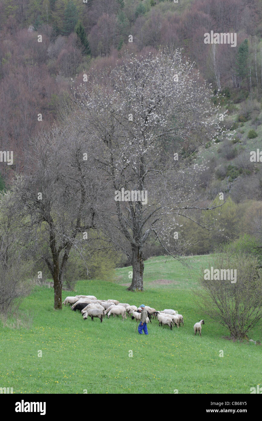 Early grazing sheep hi-res stock photography and images - Alamy