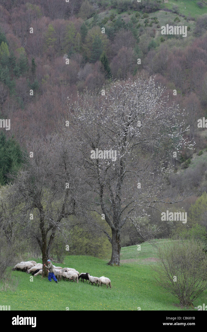 Shepherd with his sheep, early spring, Rodopi Mountain, Bulgaria Stock ...