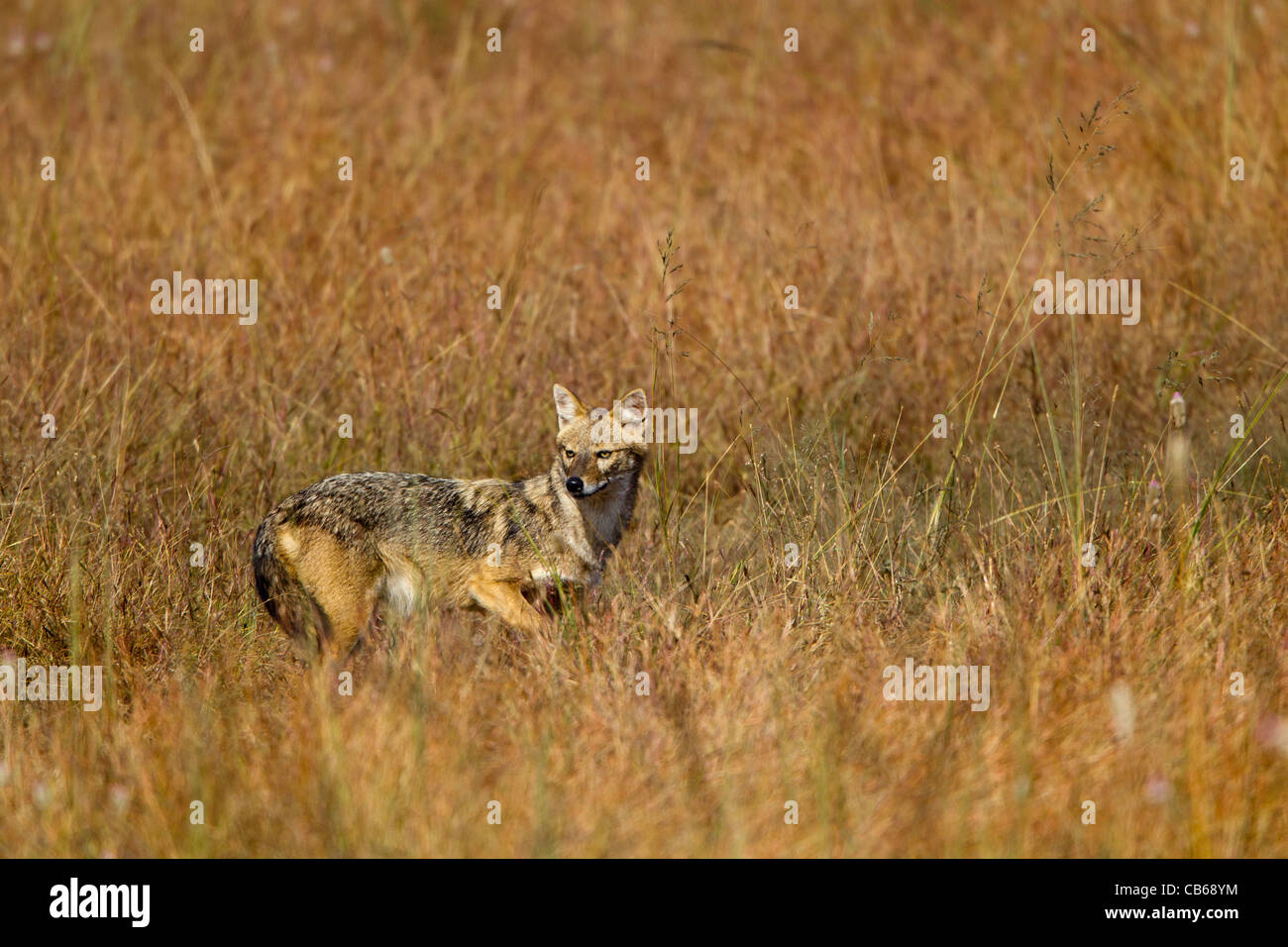 Indian Jackal (Canis aureus indicus), also known as the Himalayan Jackal is a subspecies of ...
