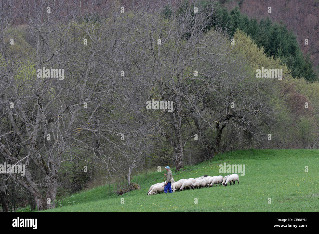 Shepherd with his sheep, early spring, Rodopi Mountain, Bulgaria Stock ...