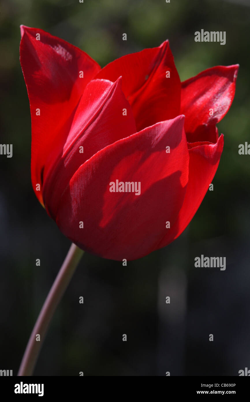 Rare flowers hi-res stock photography and images - Alamy