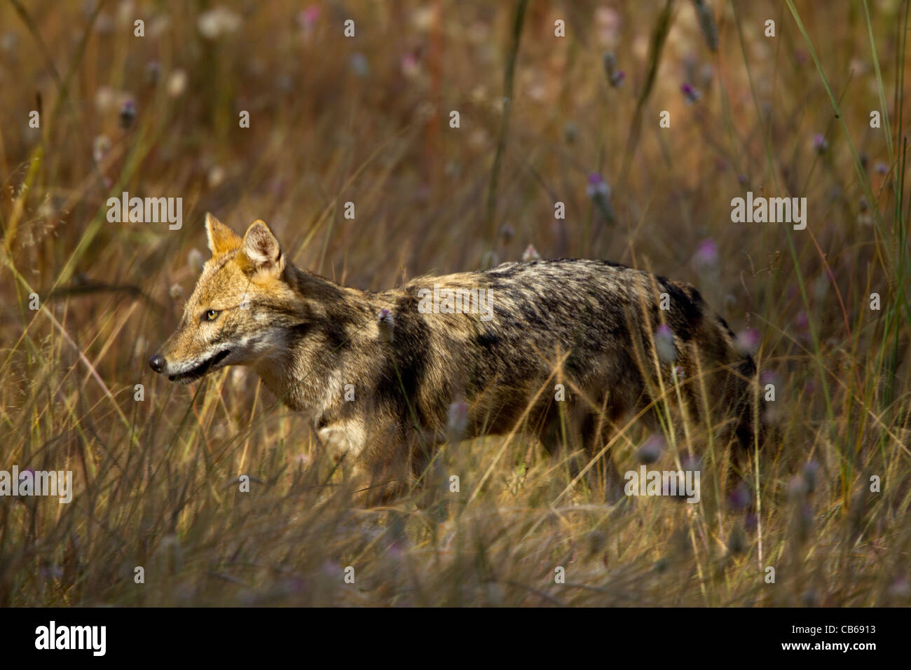 Indian Jackal (Canis aureus indicus), also known as the Himalayan Jackal is a subspecies of ...