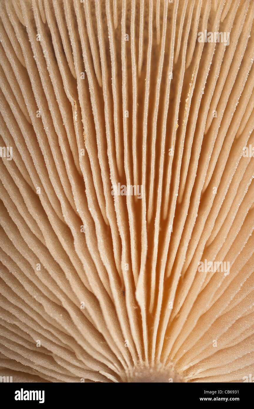 Underside of Fly Agaric Amanita Muscaria Amanitaceae poisonous Stock ...