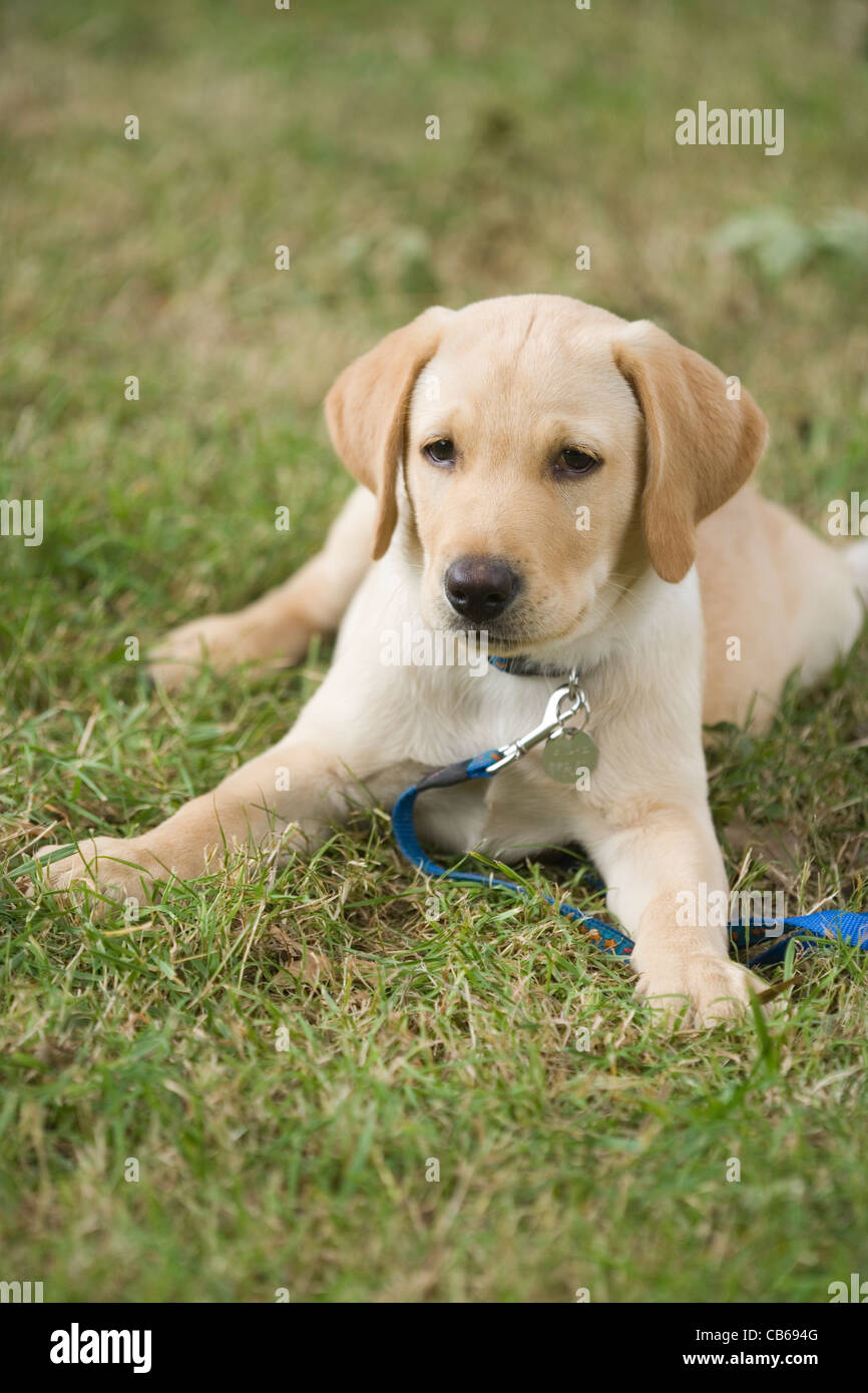 Yellow Labrador Puppy (Canis lupus familiaris). Ten weeks old Stock ...