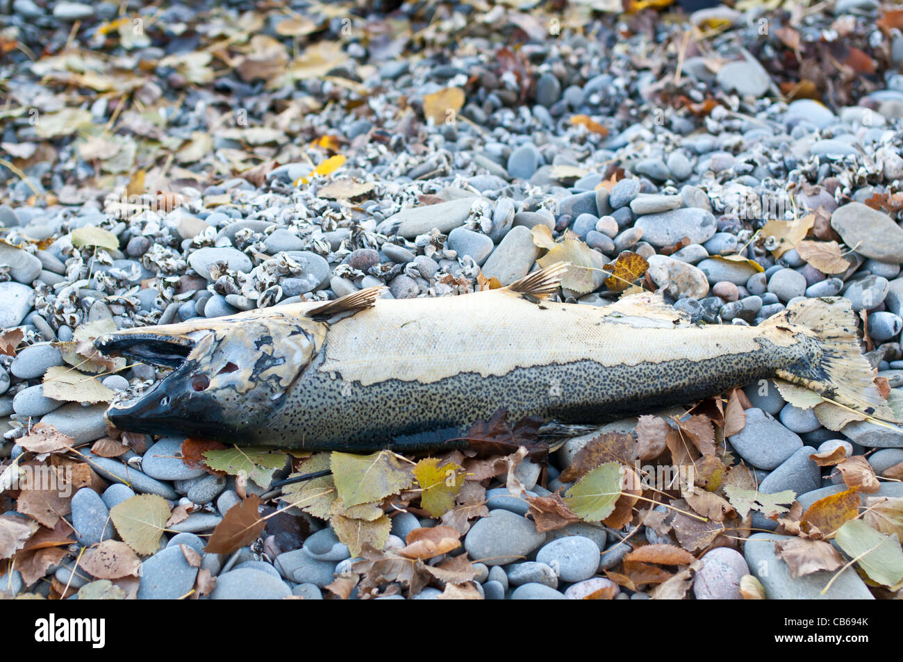 A dead fish is washed up on the stones of a beach in autumn Stock Photo ...