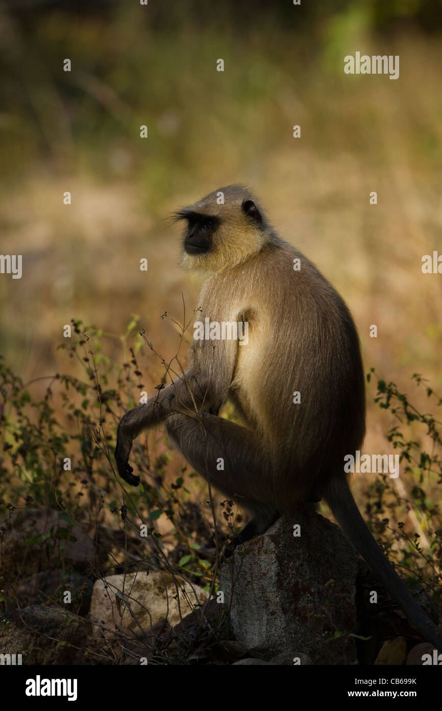 The northern plains gray langur (Semnopithecus entellus) is a species ...
