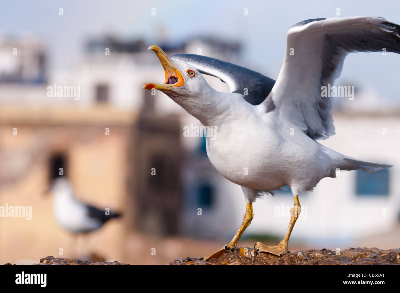 Seagull calling, Essaouira,Morocco Stock Photo - Alamy