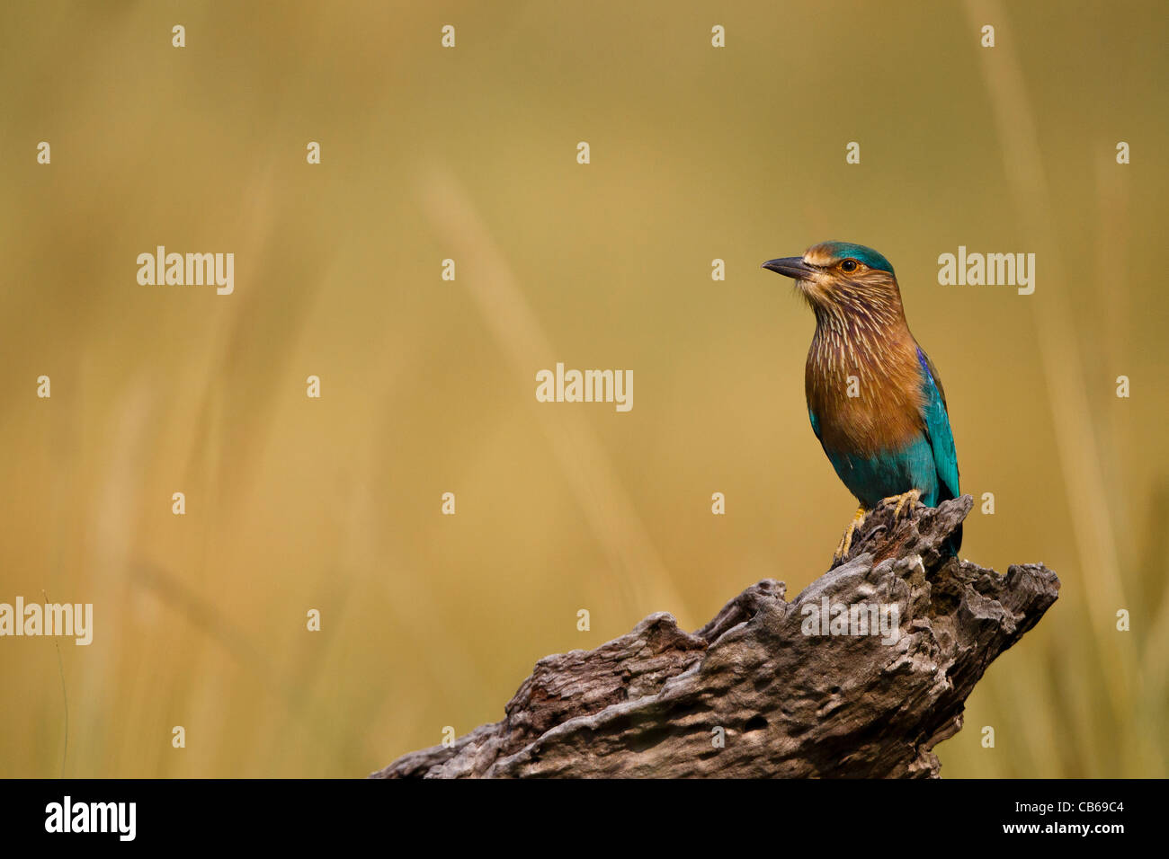 The Indian Roller (Coracias benghalensis), also called the Blue Jay in ...