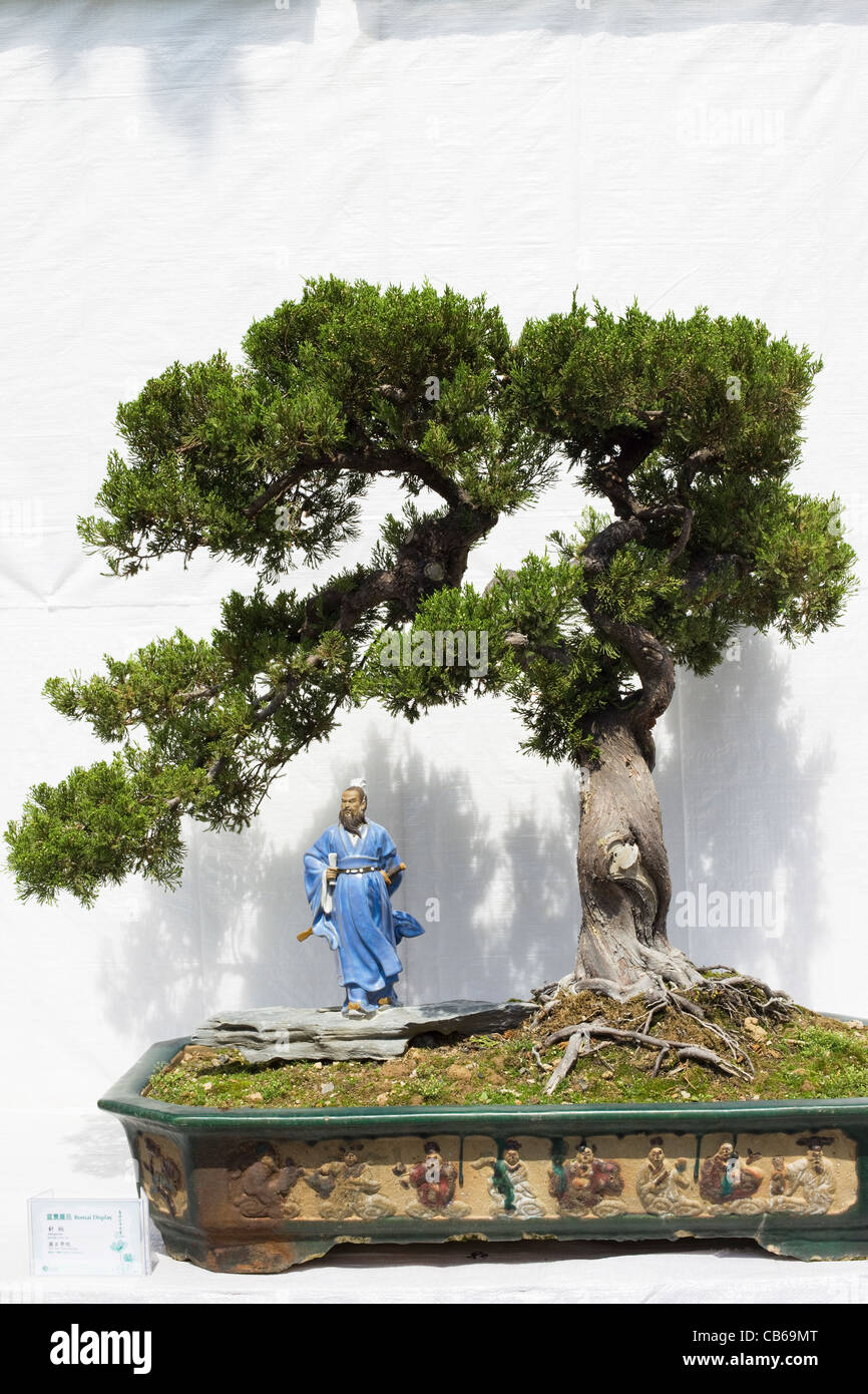 China hong kong bonsai tree hi-res stock photography and images - Alamy