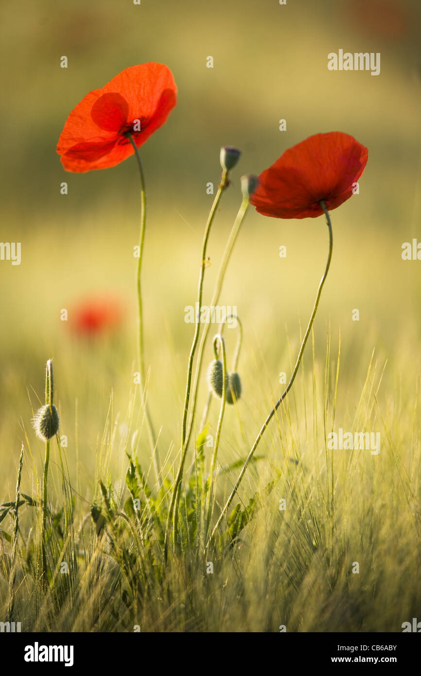 background, beauty, bloom, blooming, blossom, botanical, cloud, color ...