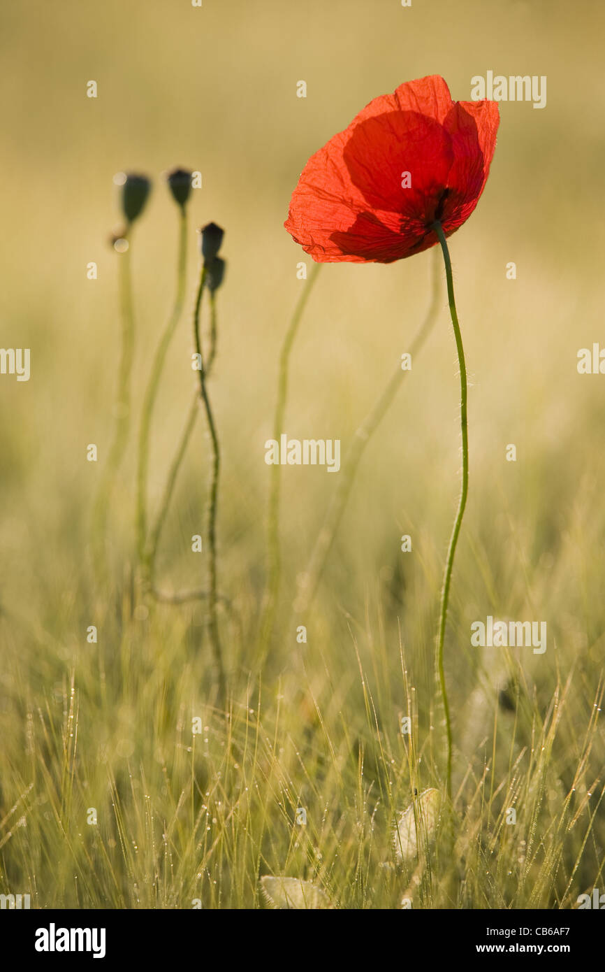 background, beauty, bloom, blooming, blossom, botanical, cloud, color ...