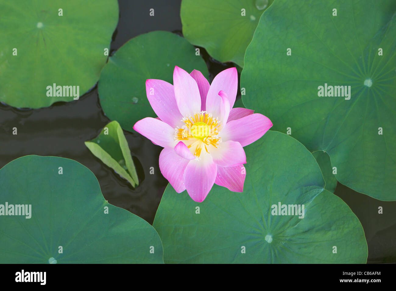 Indian Lotus Stock Photos & Indian Lotus Stock Images - Alamy