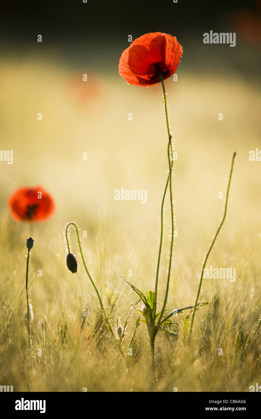 beautiful, below, border, bottom, closeup, color, colorful, corner ...