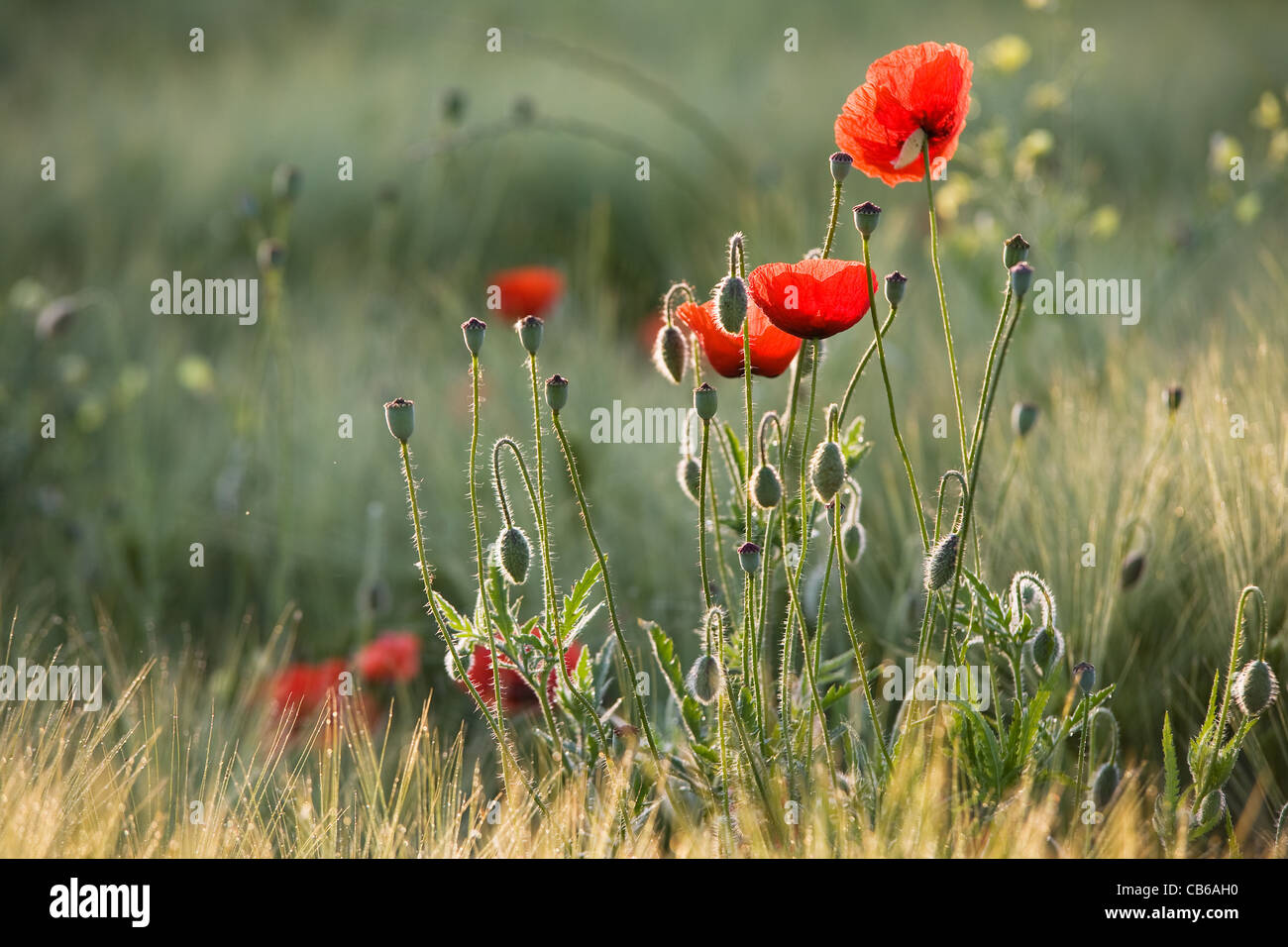 against, angle, art, background, beautiful, below, border, bottom ...