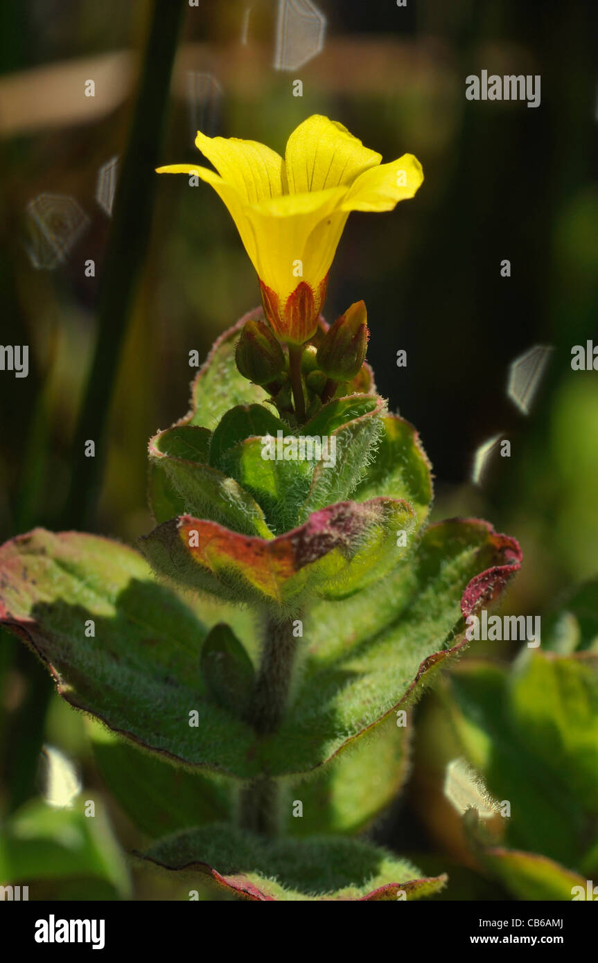 Marsh St John's-wort - Hypericum elodes Stock Photo - Alamy