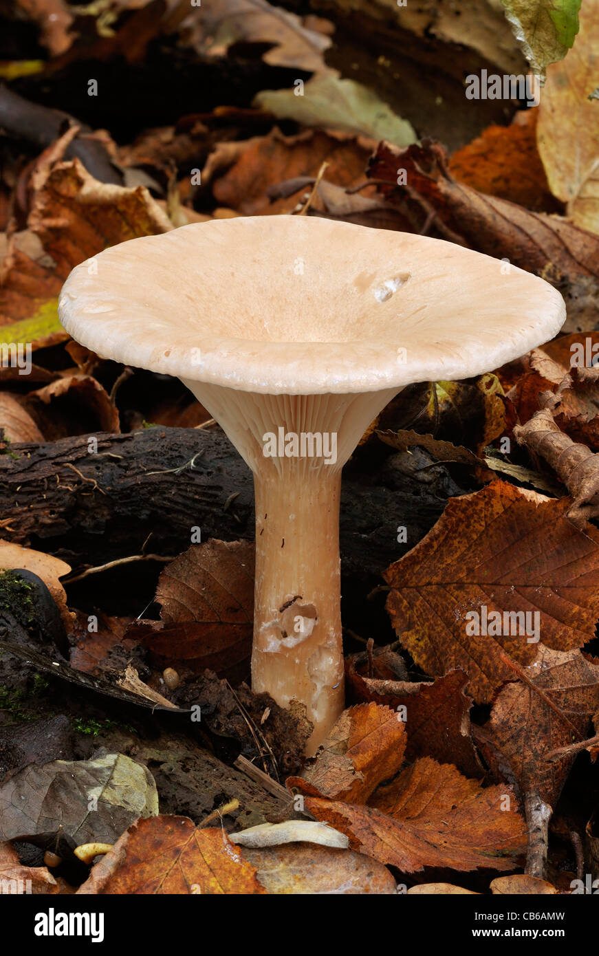 Trooping funnel fungus hi-res stock photography and images - Alamy