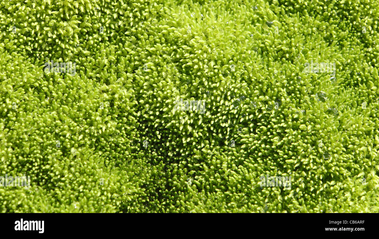 Texture generated by a detail of a green wet moss Stock Photo - Alamy