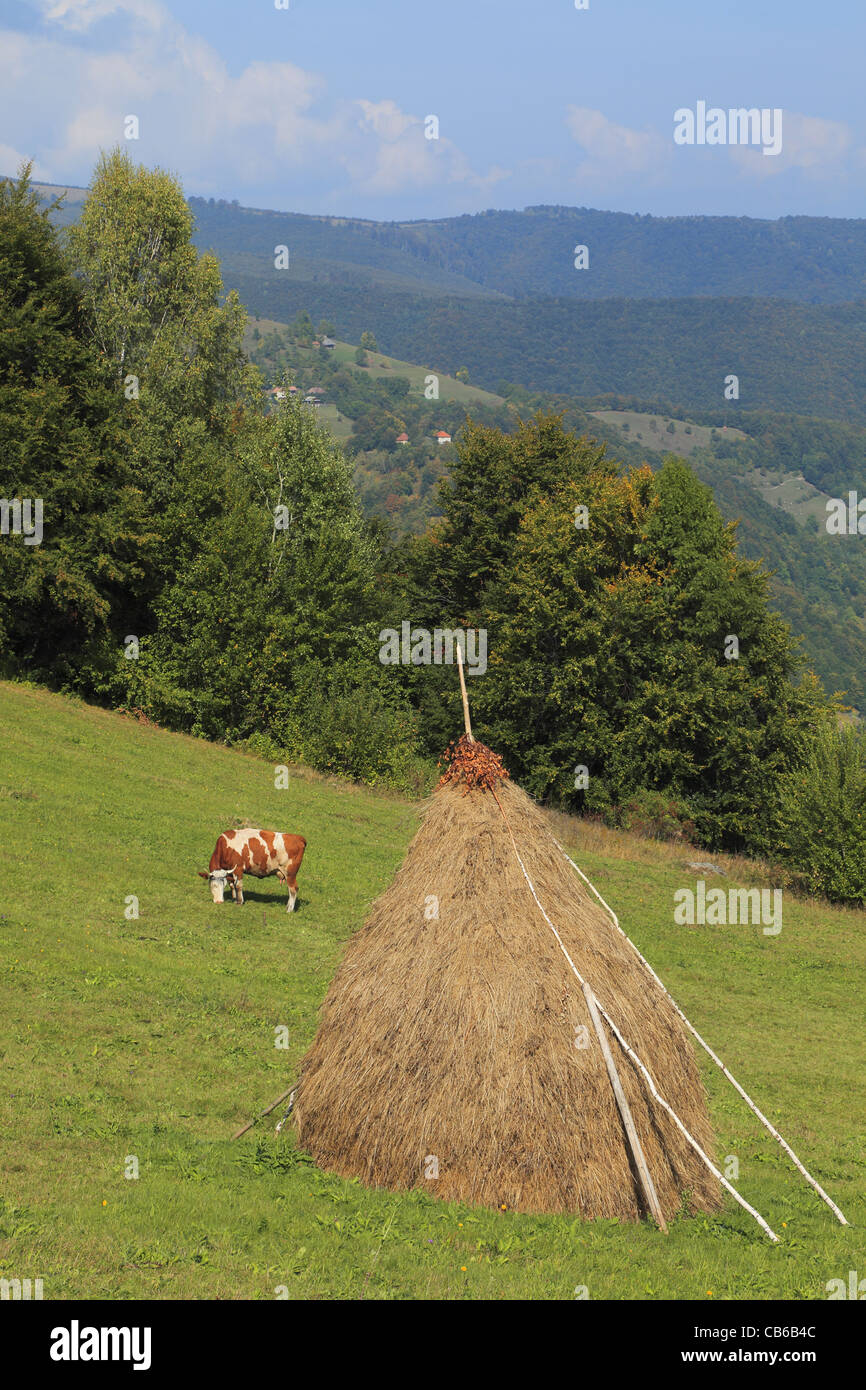 Landscape in an isolated mountainous rural area in Apuseni Mountains ...