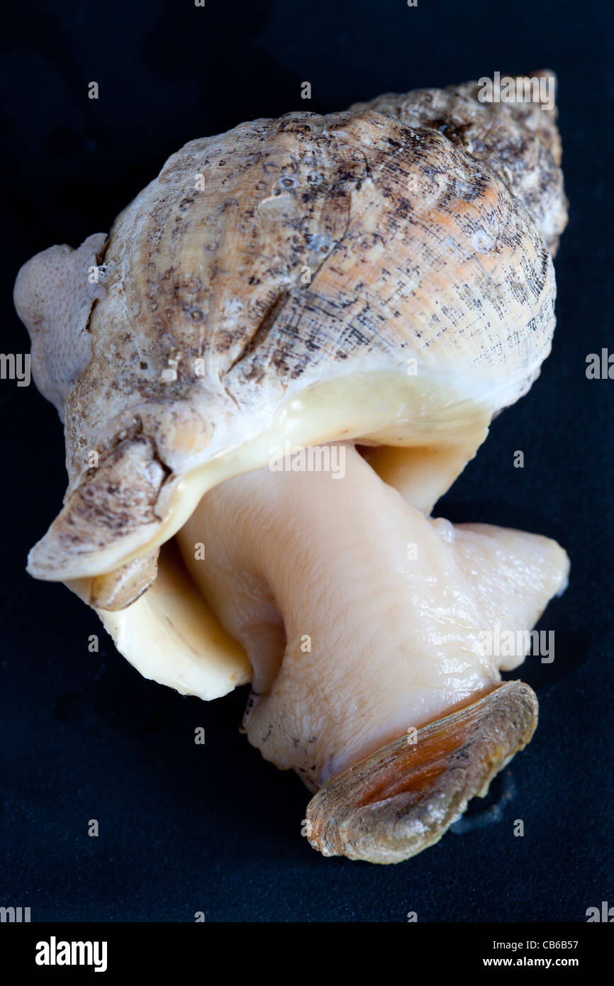 Whelk hi-res stock photography and images - Alamy