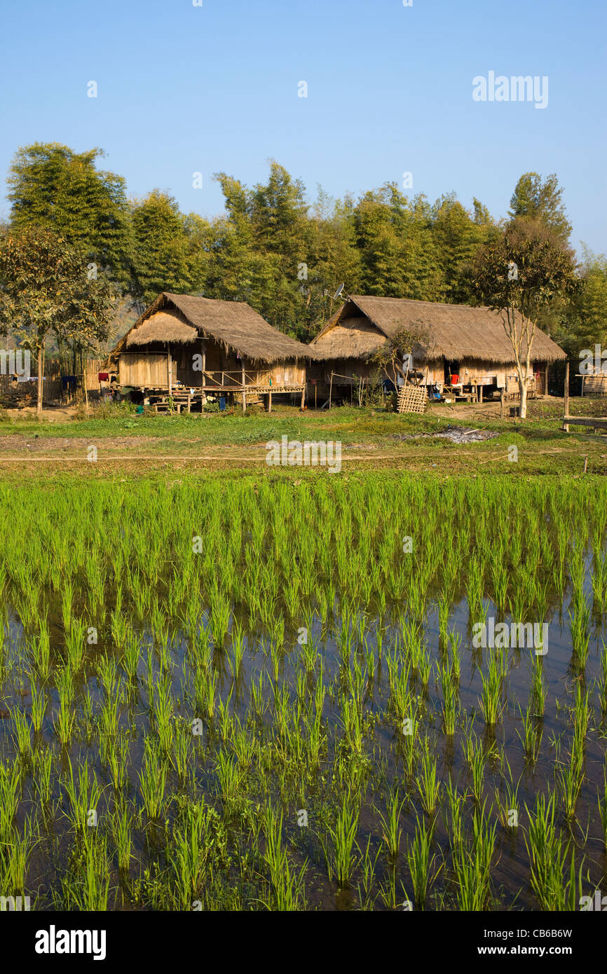 Thailand, Golden Triangle, Rice Field and Farmhouse Stock Photo - Alamy