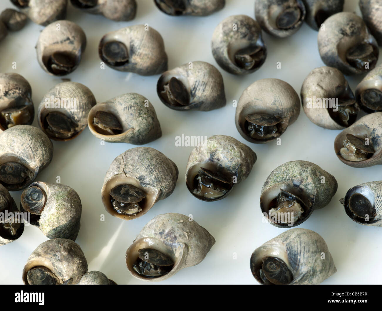Winkles hi-res stock photography and images - Alamy