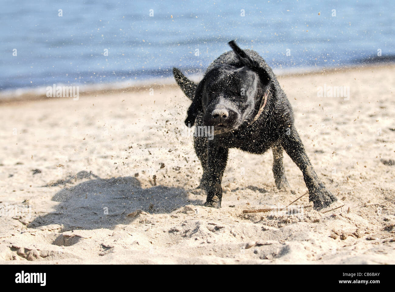 Cute labrador shaking water hi-res stock photography and images - Alamy
