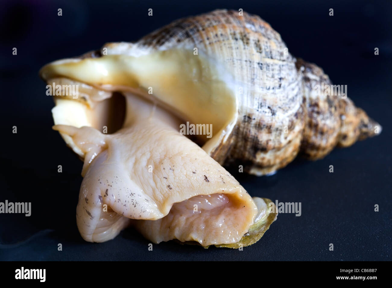 Seasnail hi-res stock photography and images - Alamy