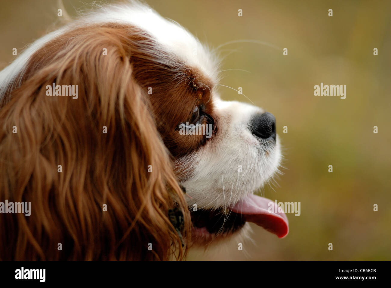 King charles hunting hi-res stock photography and images - Alamy