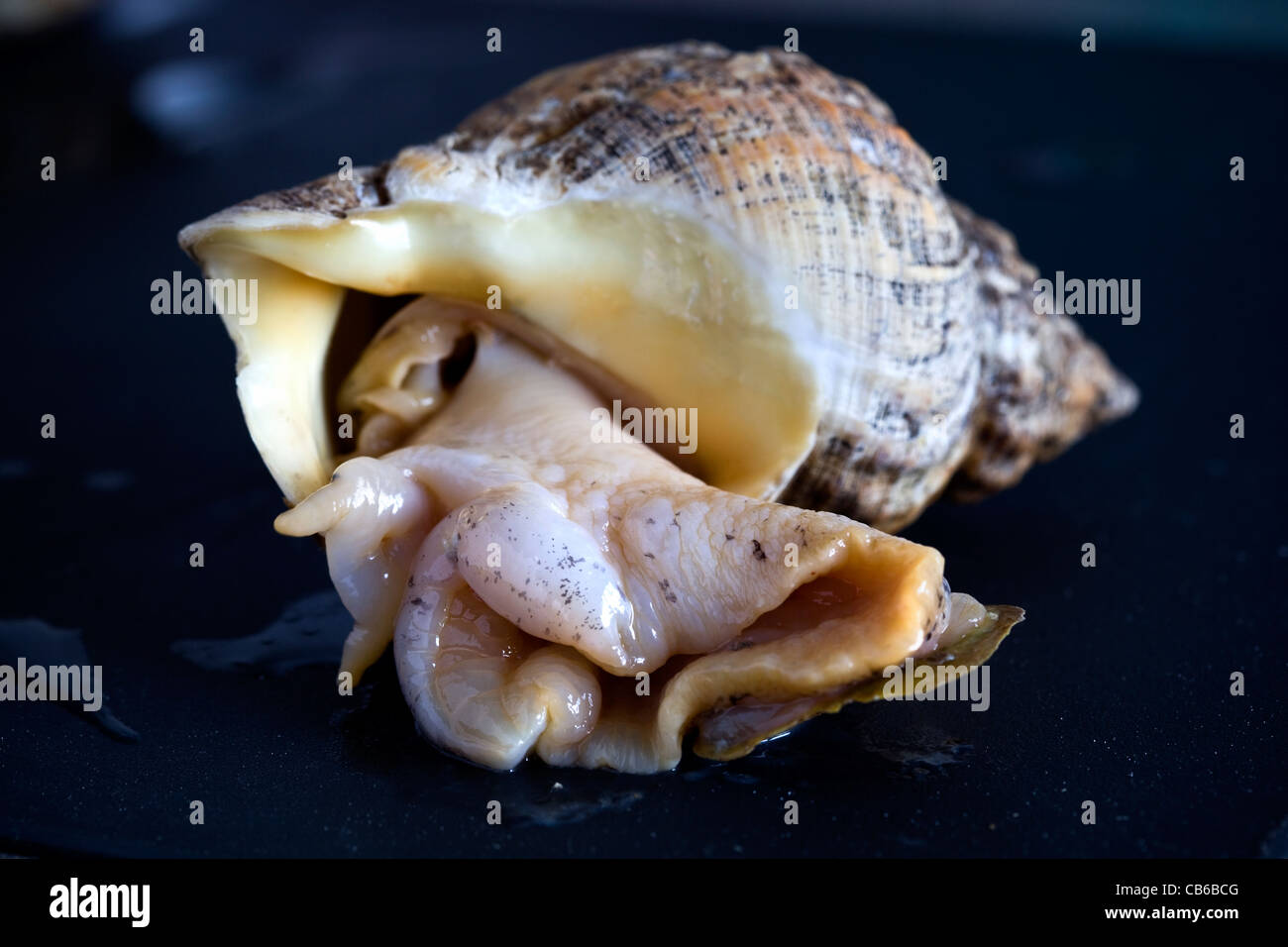 Whelk shell uk hi-res stock photography and images - Alamy