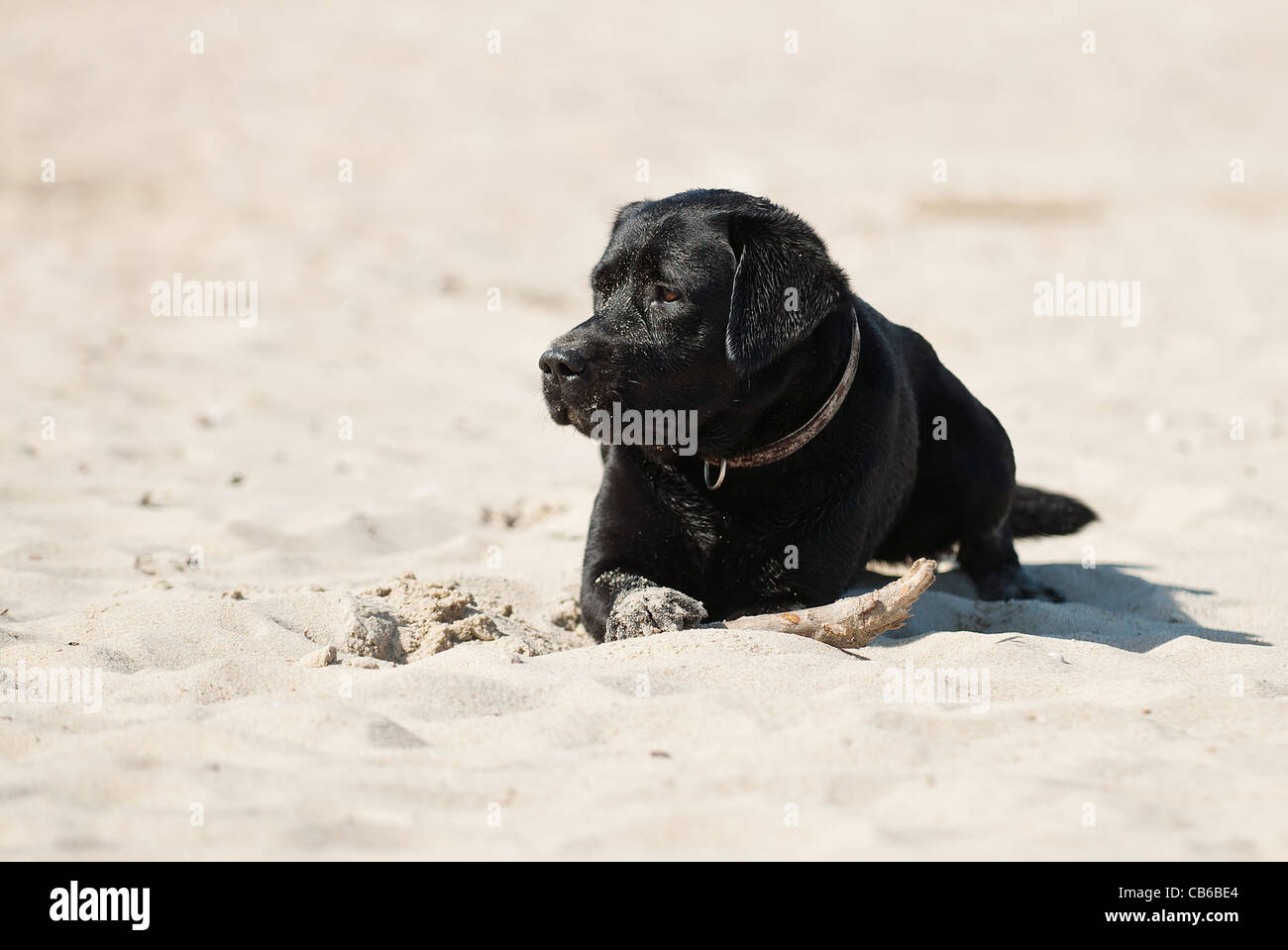 Labrador retriever on the sand Stock Photo - Alamy