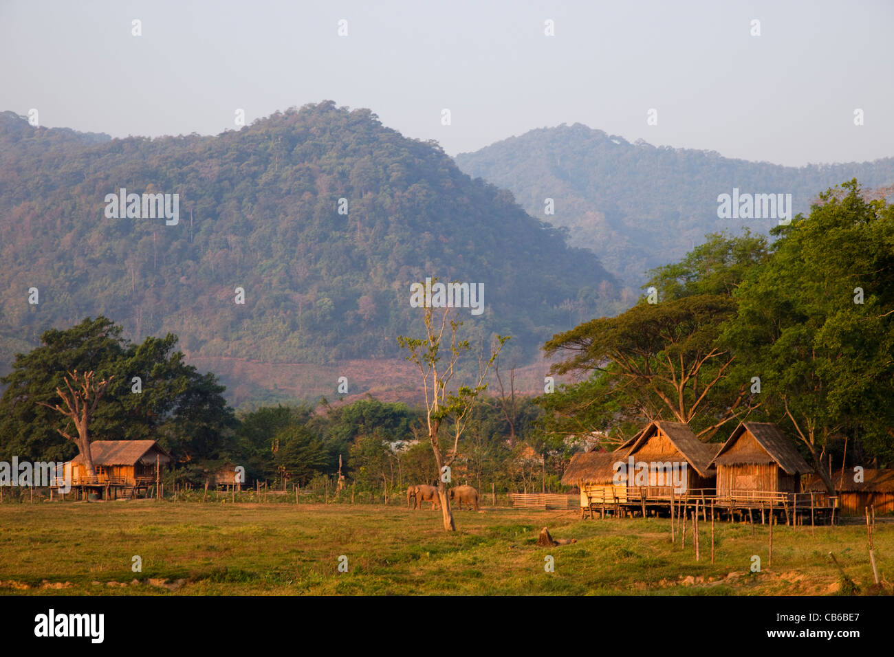 Thailand, Golden Triangle, Chiang Mai, Elephants Stock Photo - Alamy