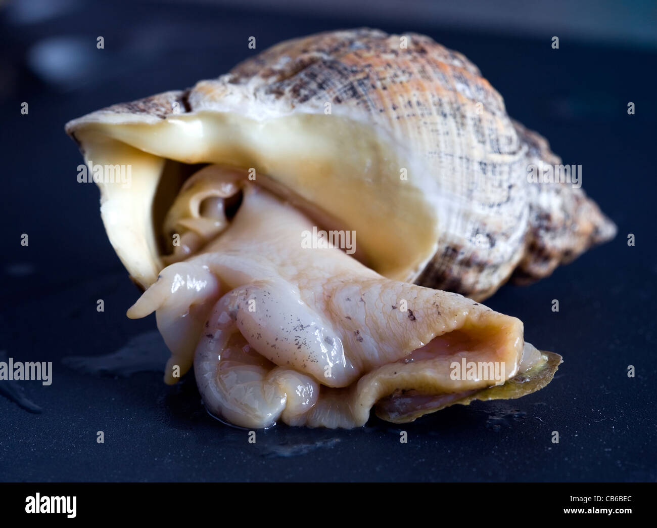 Whelks hi-res stock photography and images - Alamy