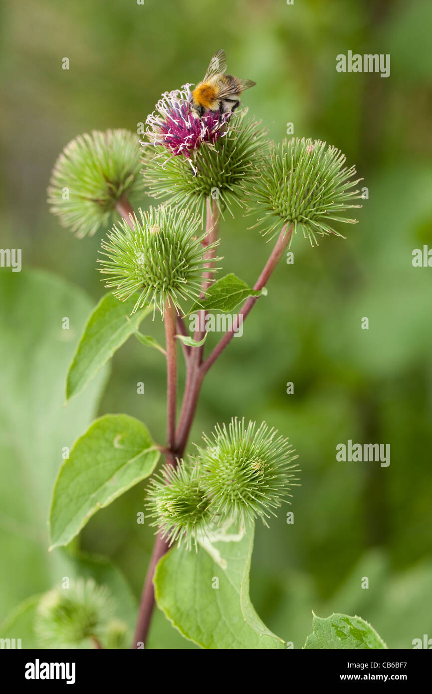 macro of thorny flower. (Arctium lappa) on green background Stock Photo ...