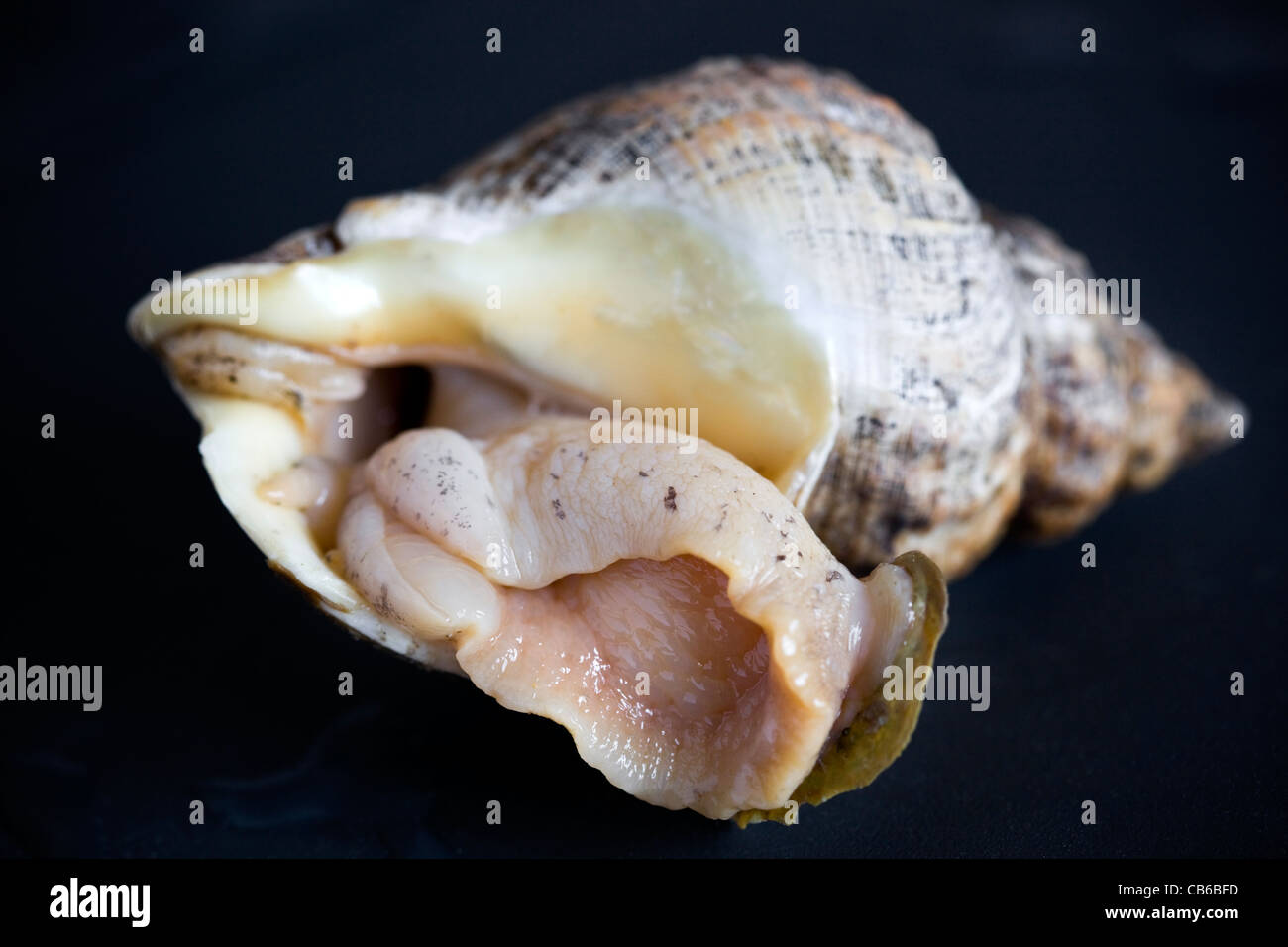 Whelk shell uk hi-res stock photography and images - Alamy