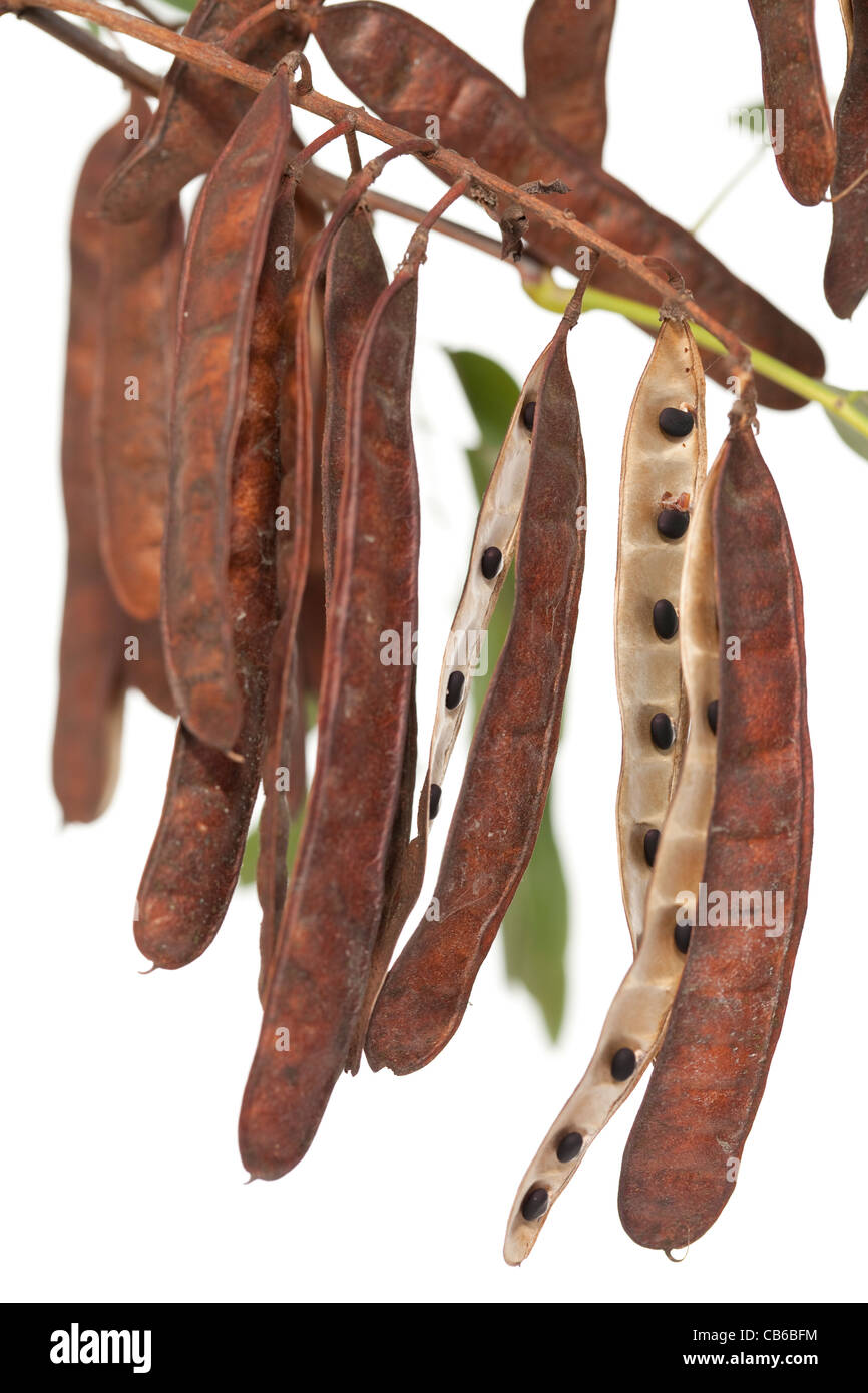 Acacia seed hi-res stock photography and images - Alamy