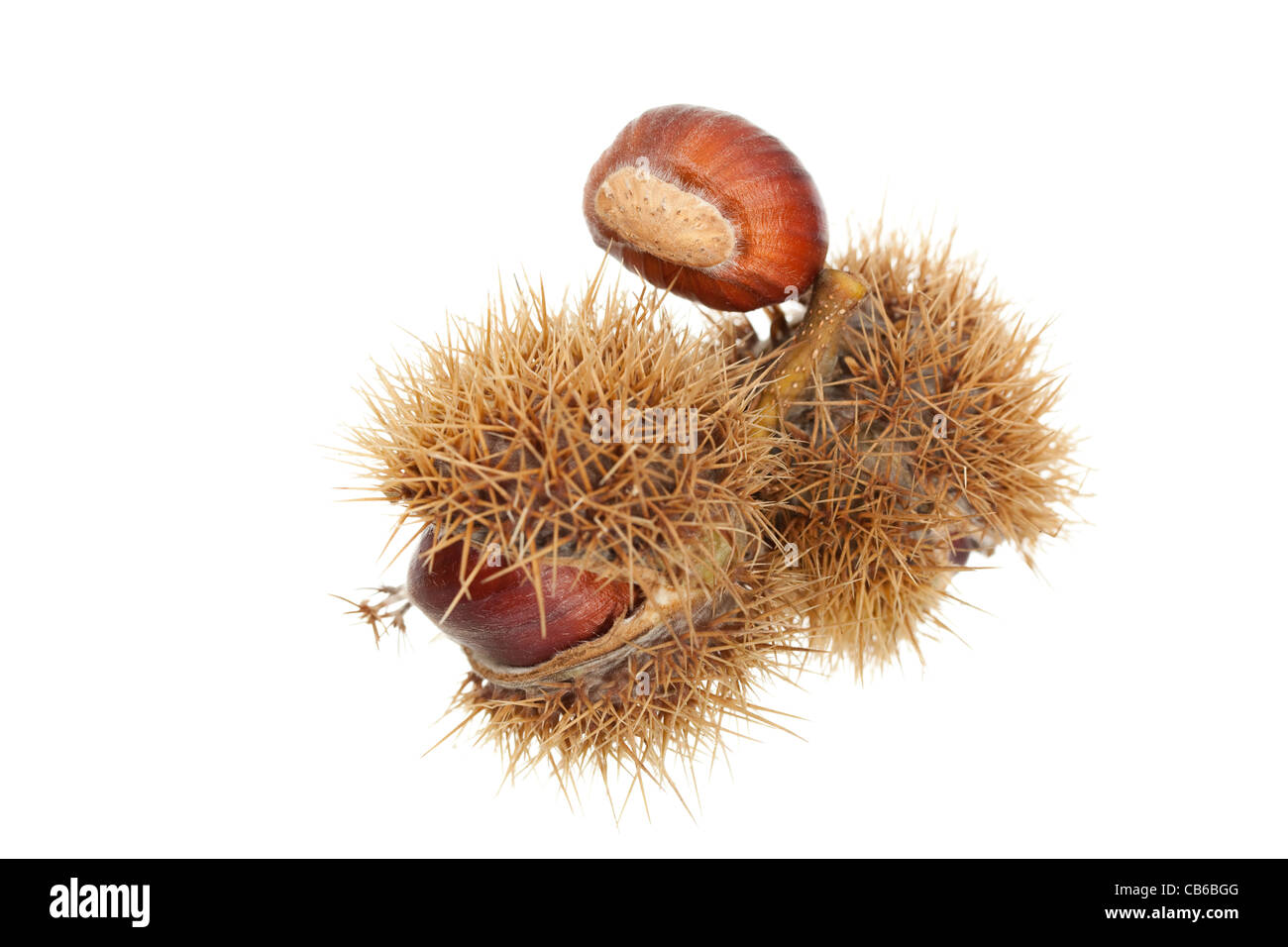 sweet chestnuts inside opening on white background Stock Photo - Alamy
