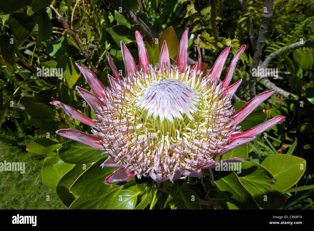 King protea cynaroides hi-res stock photography and images - Alamy