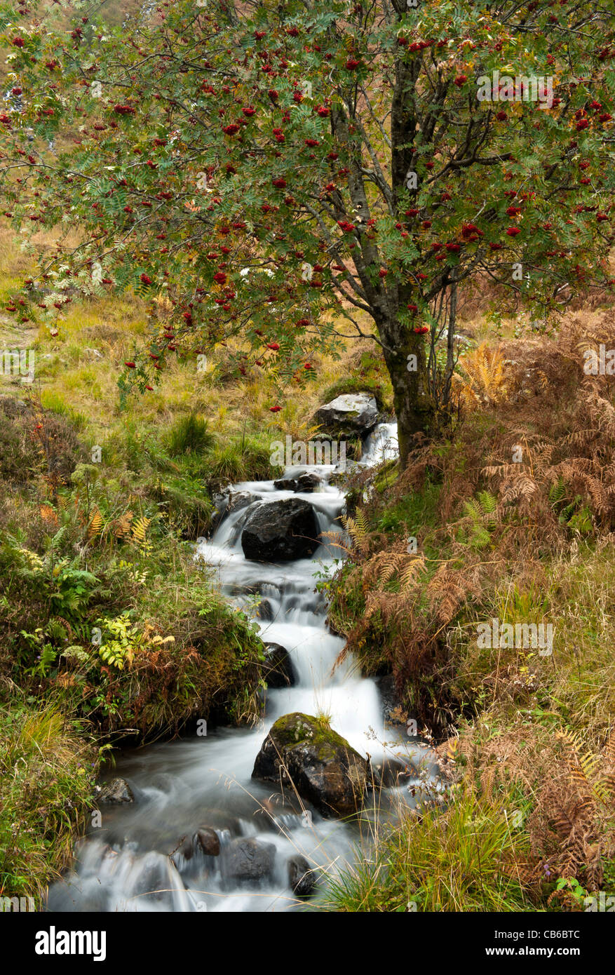 Rowan Tree by stream, Glen Shiel, Scotland Stock Photo - Alamy