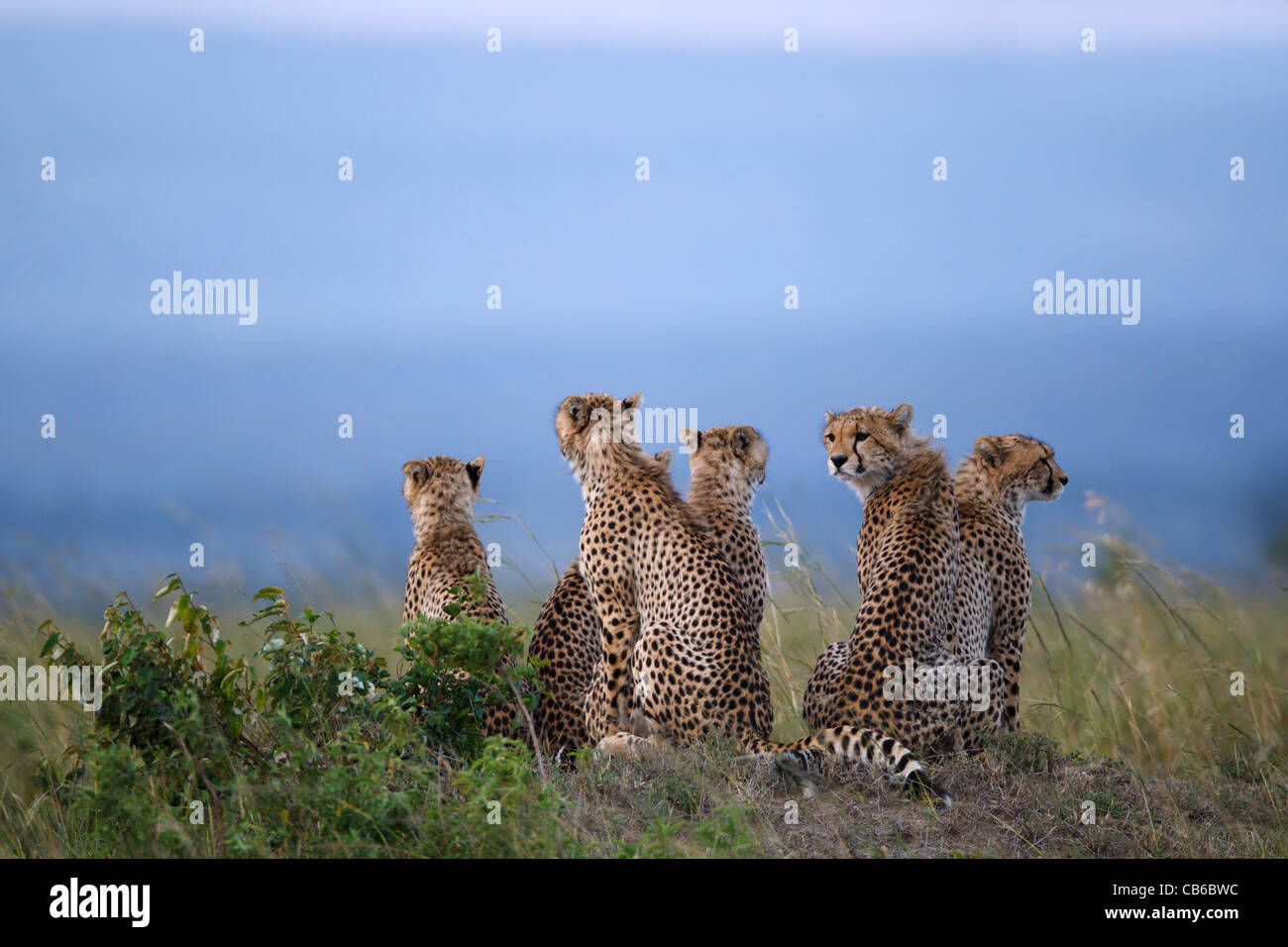 Leopard sitting in savannah field,Kenya,Africa Stock Photo - Alamy