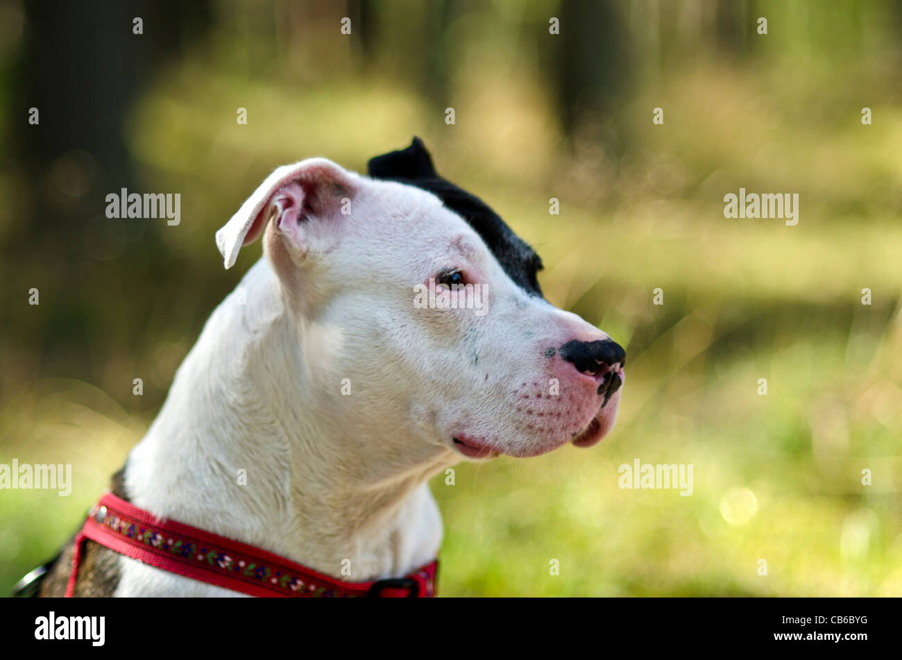 Amstaff head hi-res stock photography and images - Alamy
