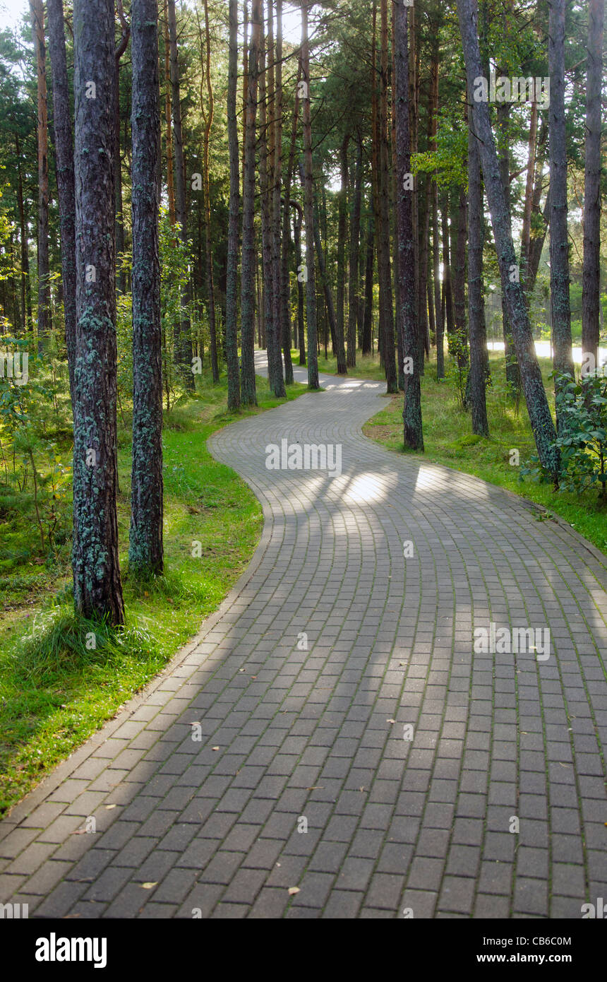 Devious path paved with rectangular tiles in a pine forest Stock Photo ...