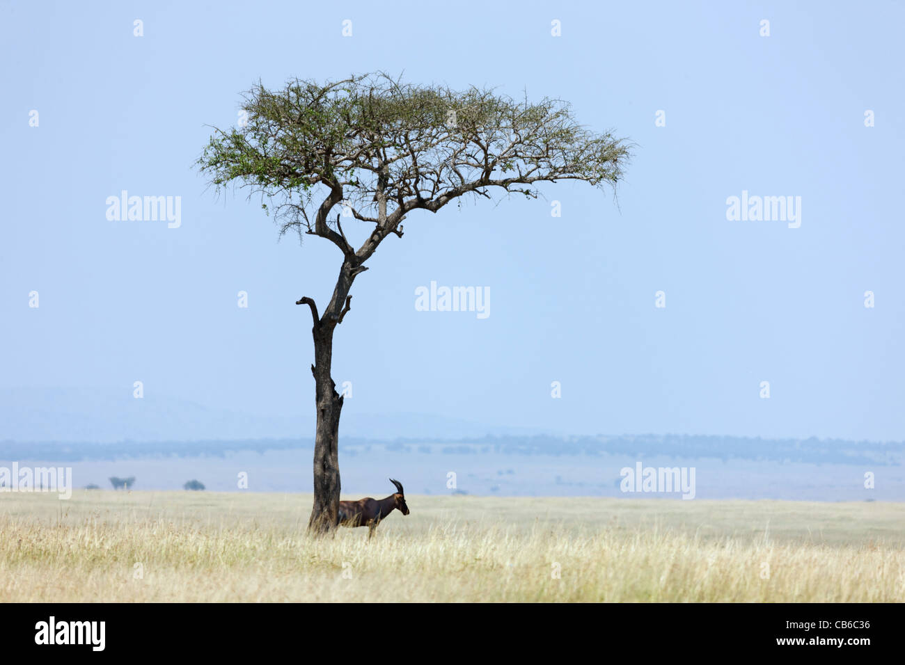 Africa african east africa kenya wildlife safari nature tropical hi-res ...